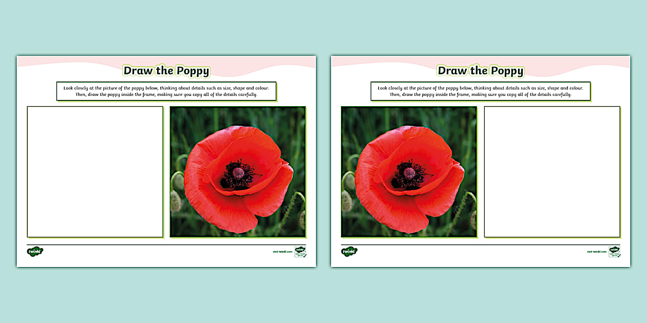 Draw the Poppy Worksheet - Twinkl Artwork (Teacher-Made)