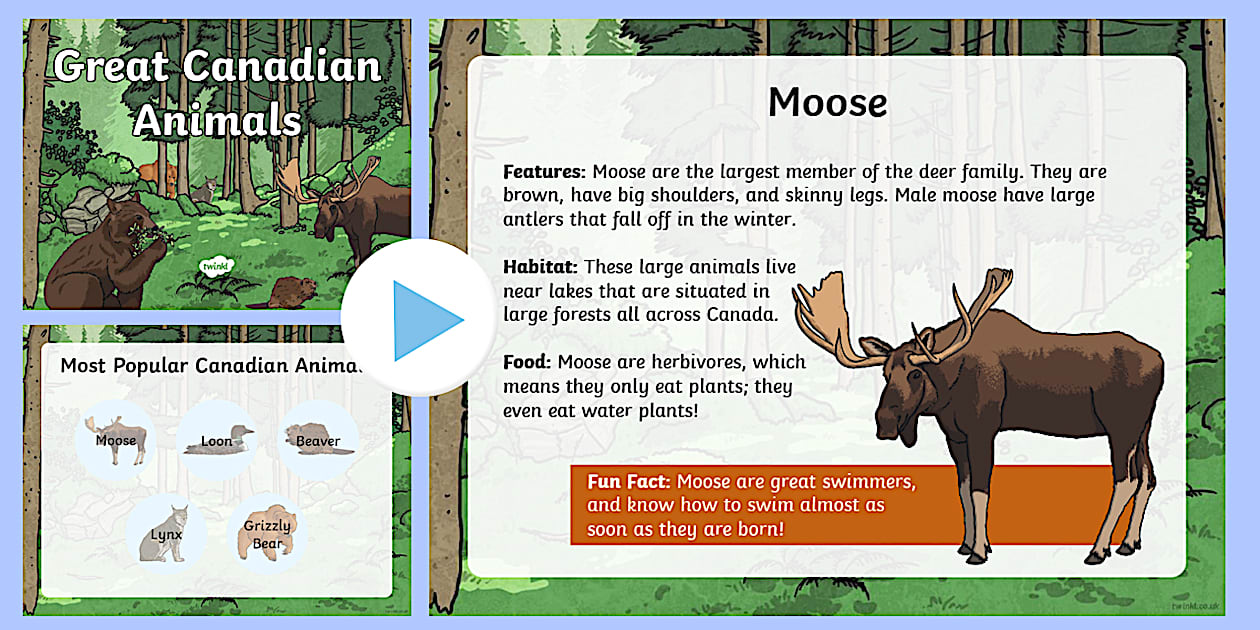 Great Canadian Animals PowerPoint - Teaching Resource