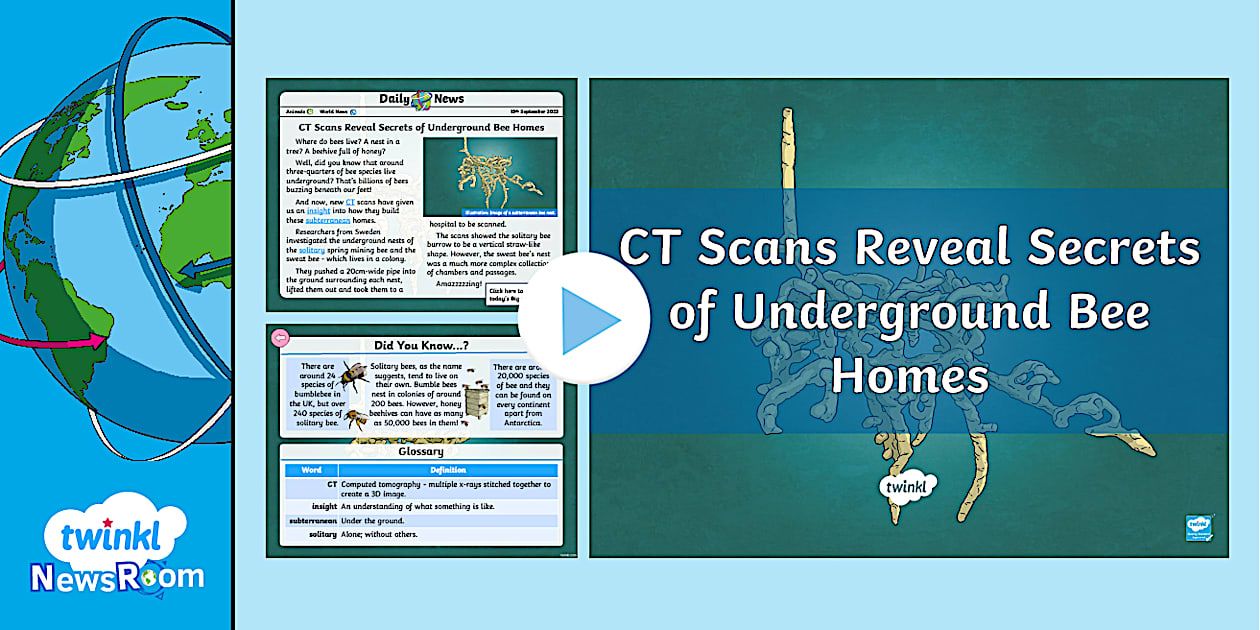 Where Do Bees Live? | Twinkl Resources (teacher made)