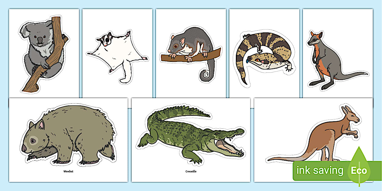 Australian Animal Shapes | EYLF - Y4 Resources | Twinkl