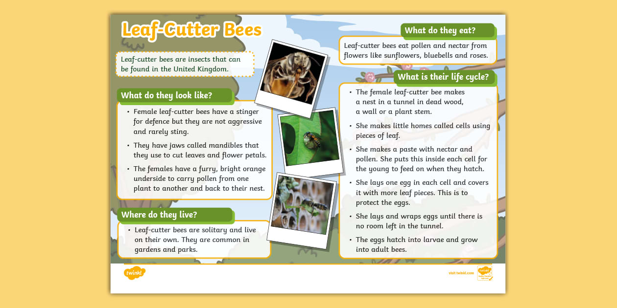 Leaf-Cutter Bees Fact File - Twinkl - KS1 (teacher made)
