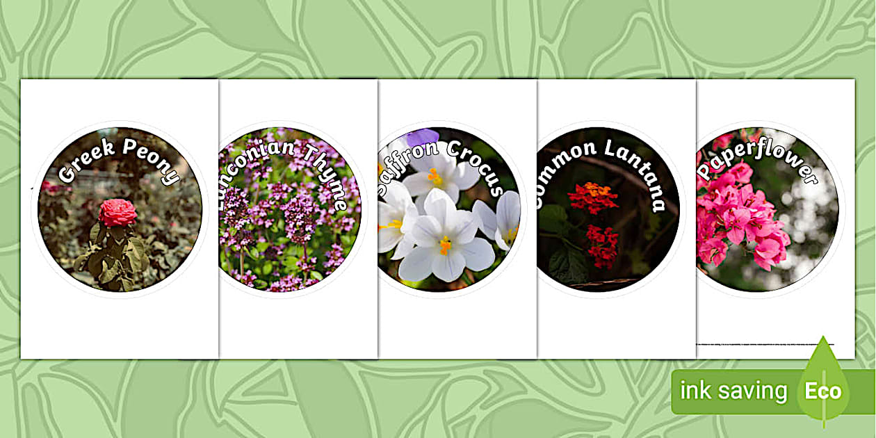 Greek Plants Display Circle Photo Cut-Outs (teacher made)