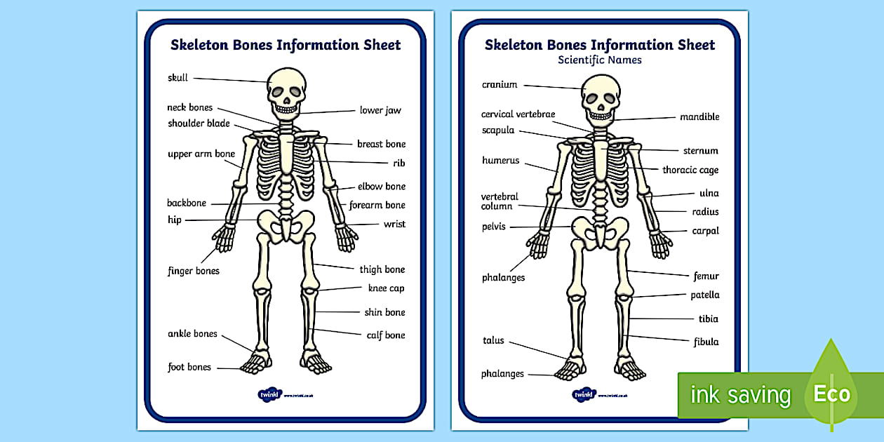 Skeleton Information Sheet (teacher made) - Twinkl