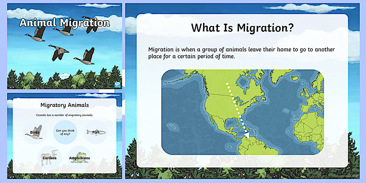 Animal Migration PowerPoint (teacher made) - Twinkl
