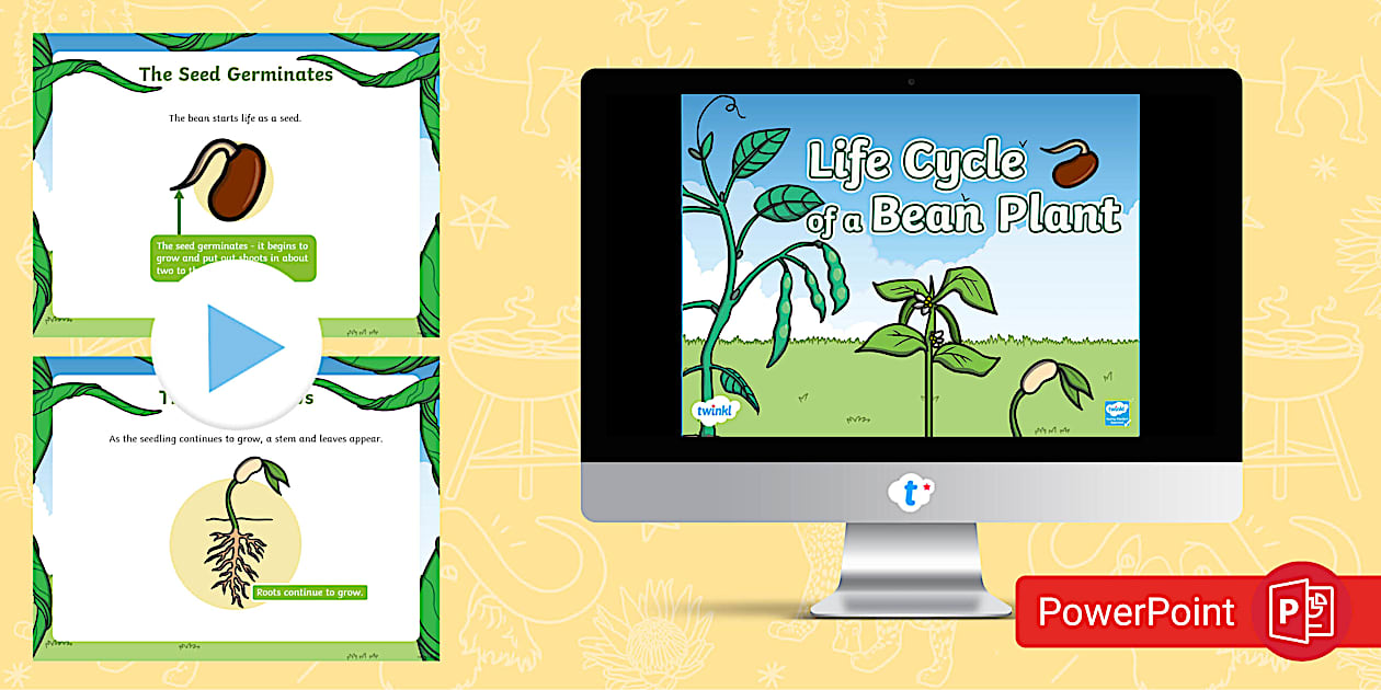 Life Cycle of a Bean Plant PowerPoint (teacher made)
