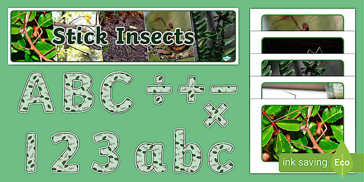 Stick Insect Display Pack - Animals - Ks1 (teacher made)