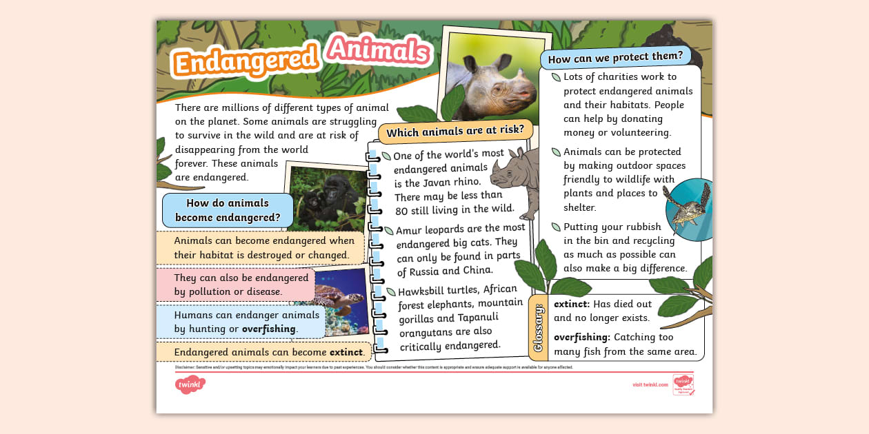 KS1 Endangered Animals Fact File (teacher made) - Twinkl
