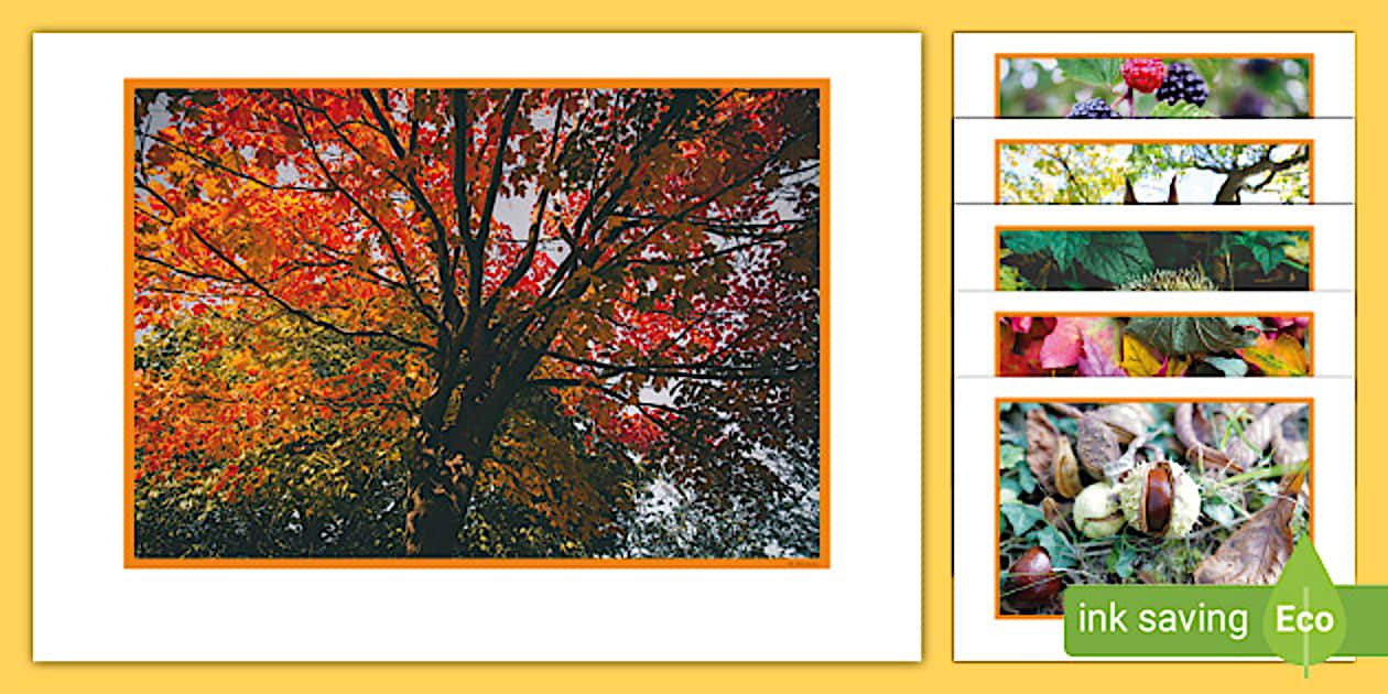 KS2 Nature in Autumn Display Photos (teacher made) - Twinkl