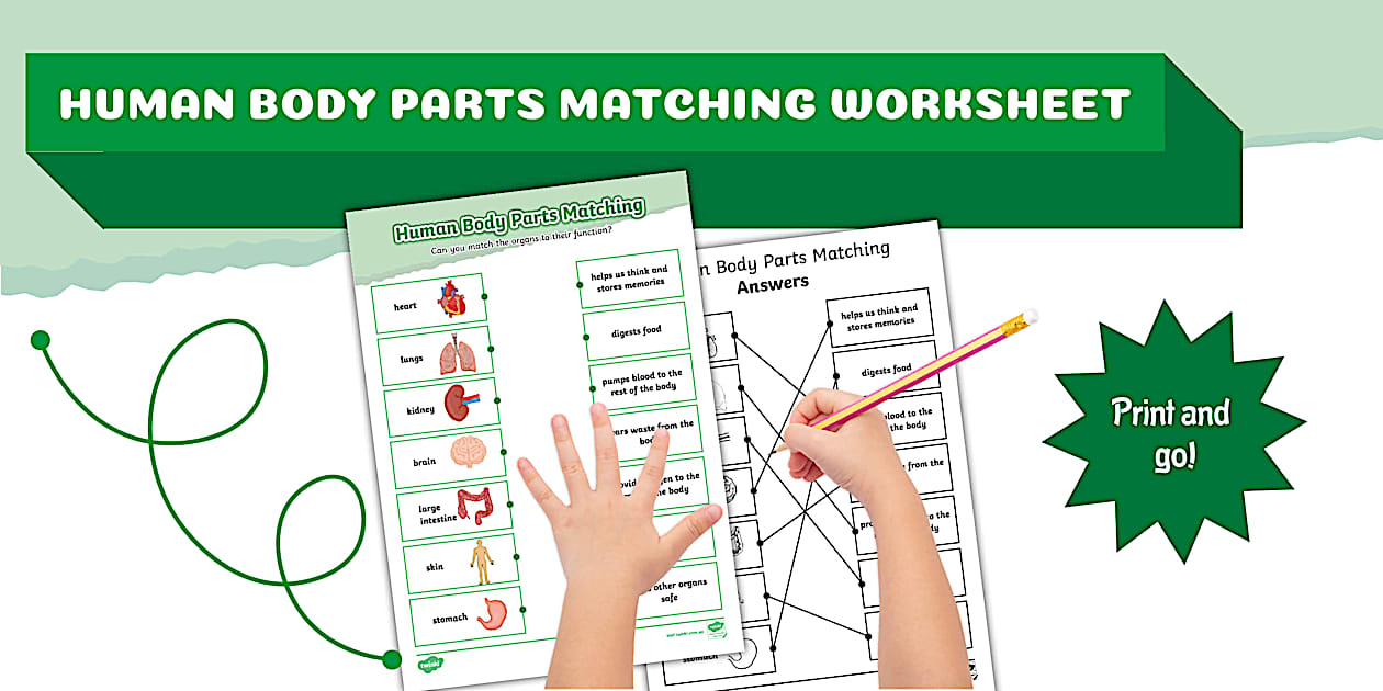 * NEW * Human Body Parts Matching Worksheet