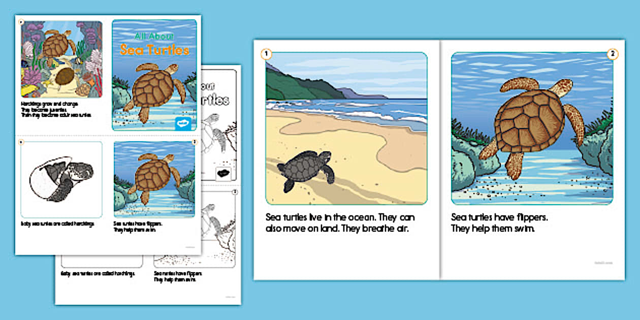 Sea Turtles Reader | World Oceans Day | Twinkl USA - Twinkl