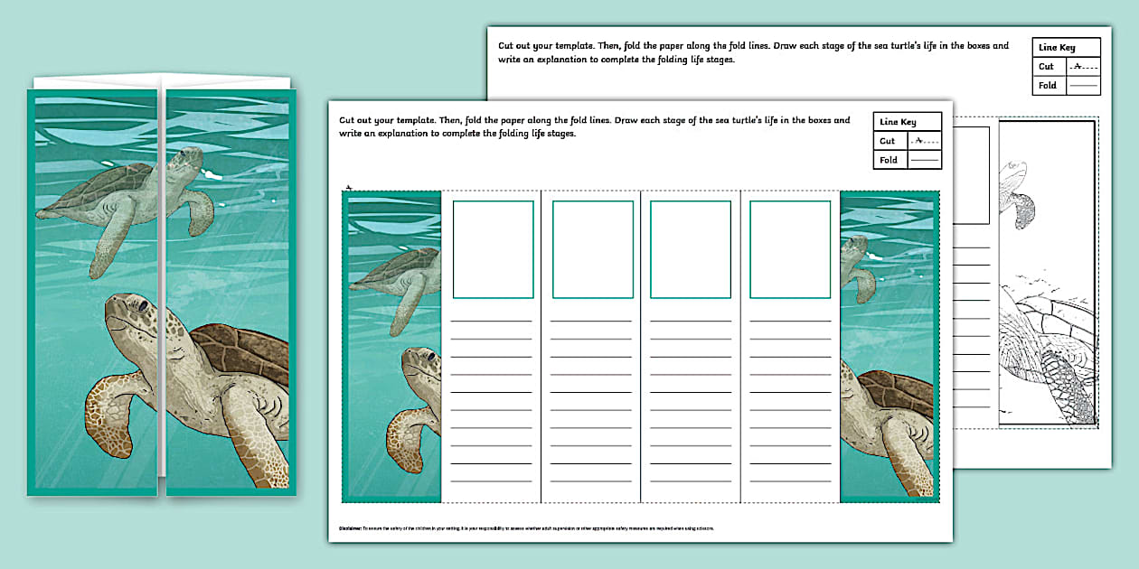 Sea Turtle Folding Life Stages Template (teacher made)