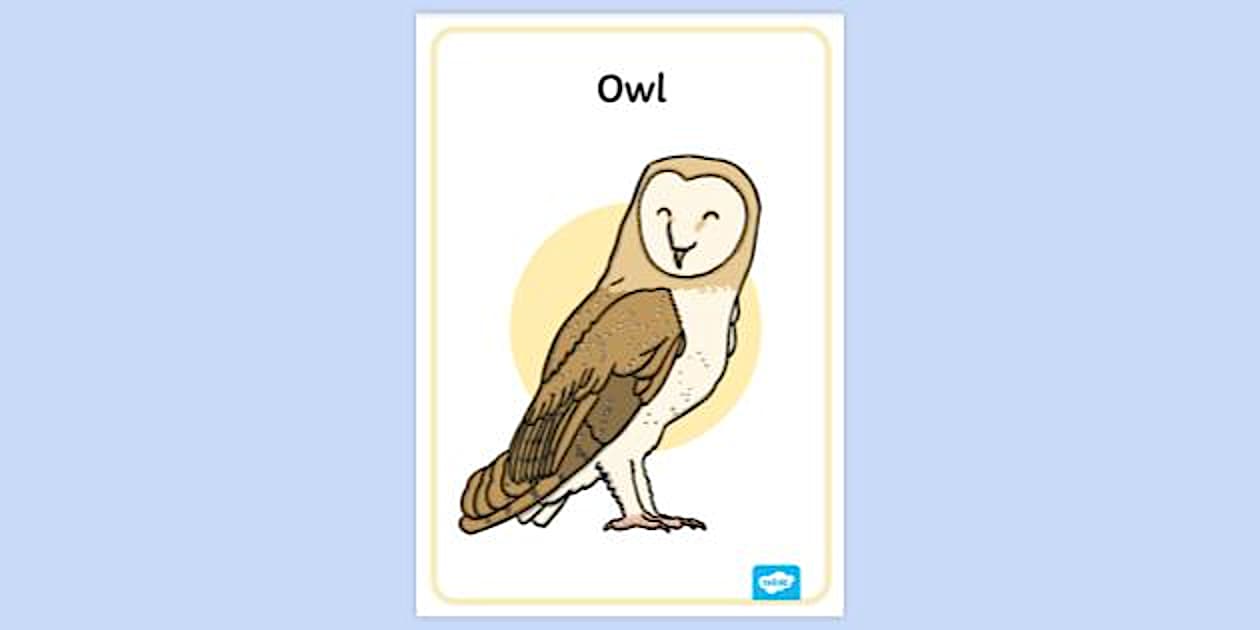 Owl Poster | Display Poster | Primary Resources | Twinkl