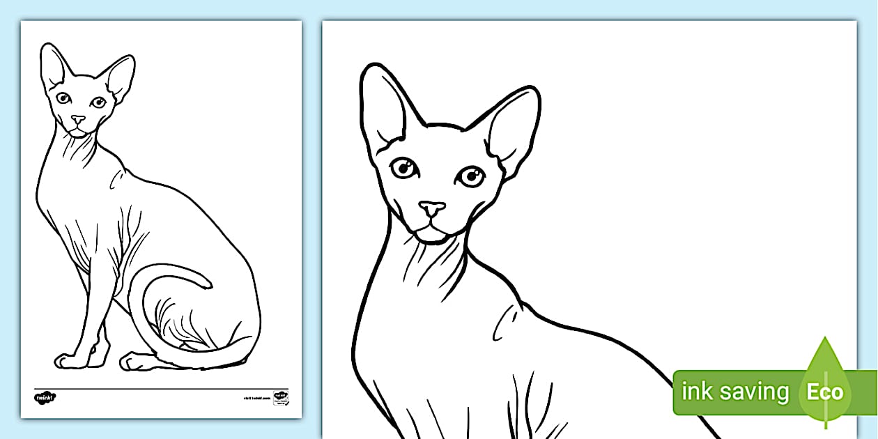 Sphynx Cat Colouring Page - Cat Colouring Sheets | Twinkl
