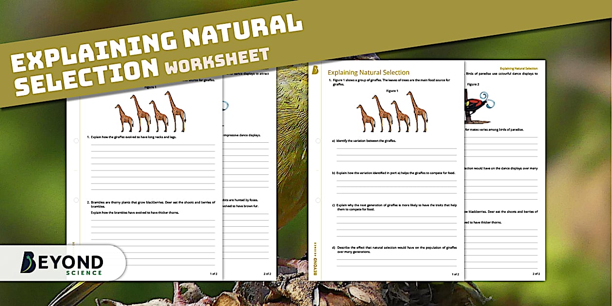 Explaining Natural Selection Worksheet | Beyond Science
