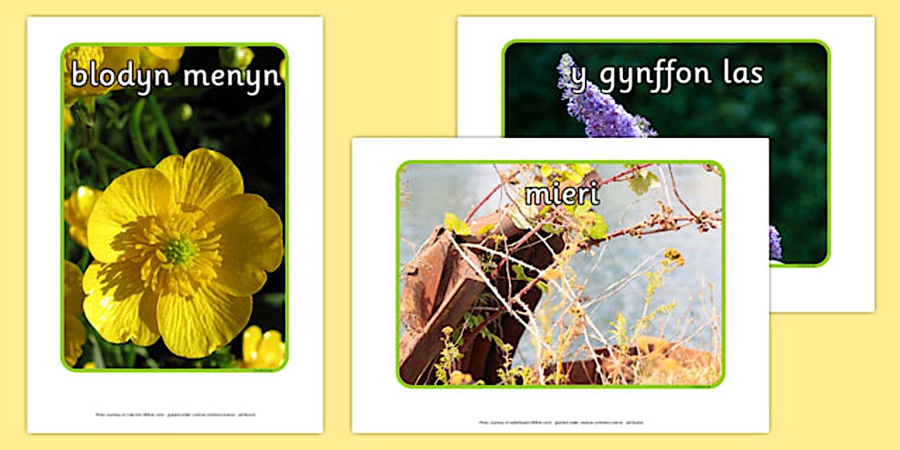 Cursive Lluniau arddangos Blodau (Teacher-Made) - Twinkl