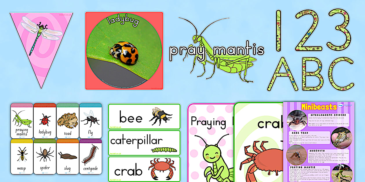 Minibeasts NSW Display Pack - Australia Minibeasts Resource Pack