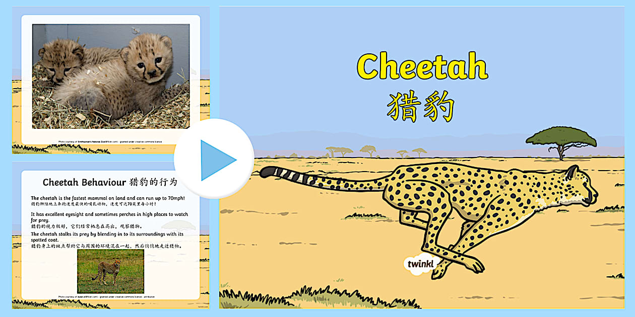 Safari Cheetah Information PowerPoint English/Mandarin Chinese - Safari