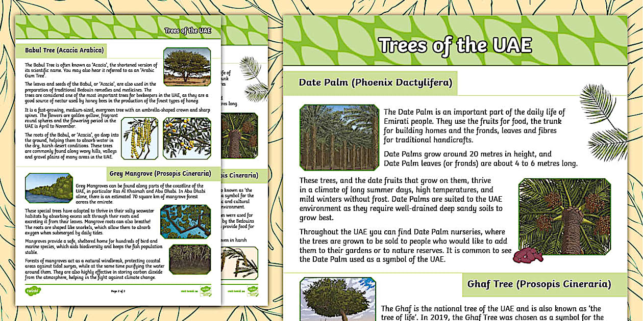 Fact File - Trees - UAE Plants (teacher made) - Twinkl