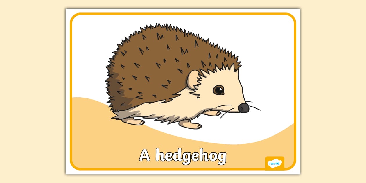 Hedgehog Display Poster | Primary Resources (teacher made)