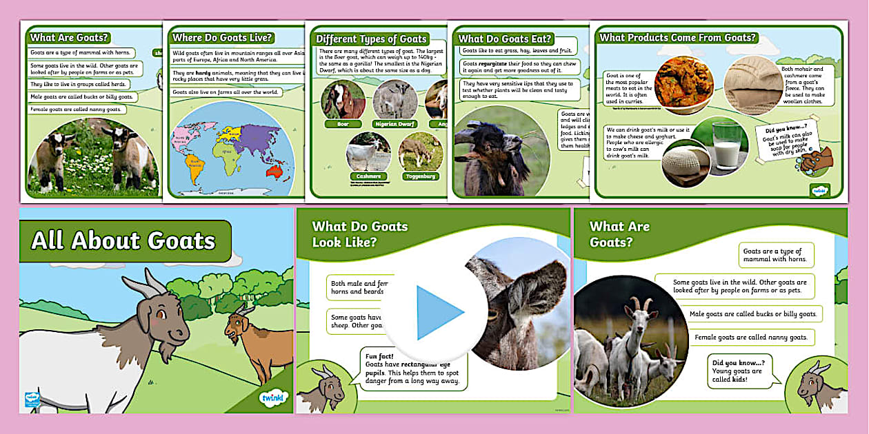 All About Goats PowerPoint and Fact Files Pack | Twinkl