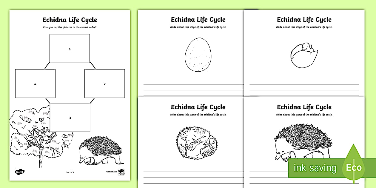 Echidna Life Cycle Worksheet / Worksheets (teacher made)