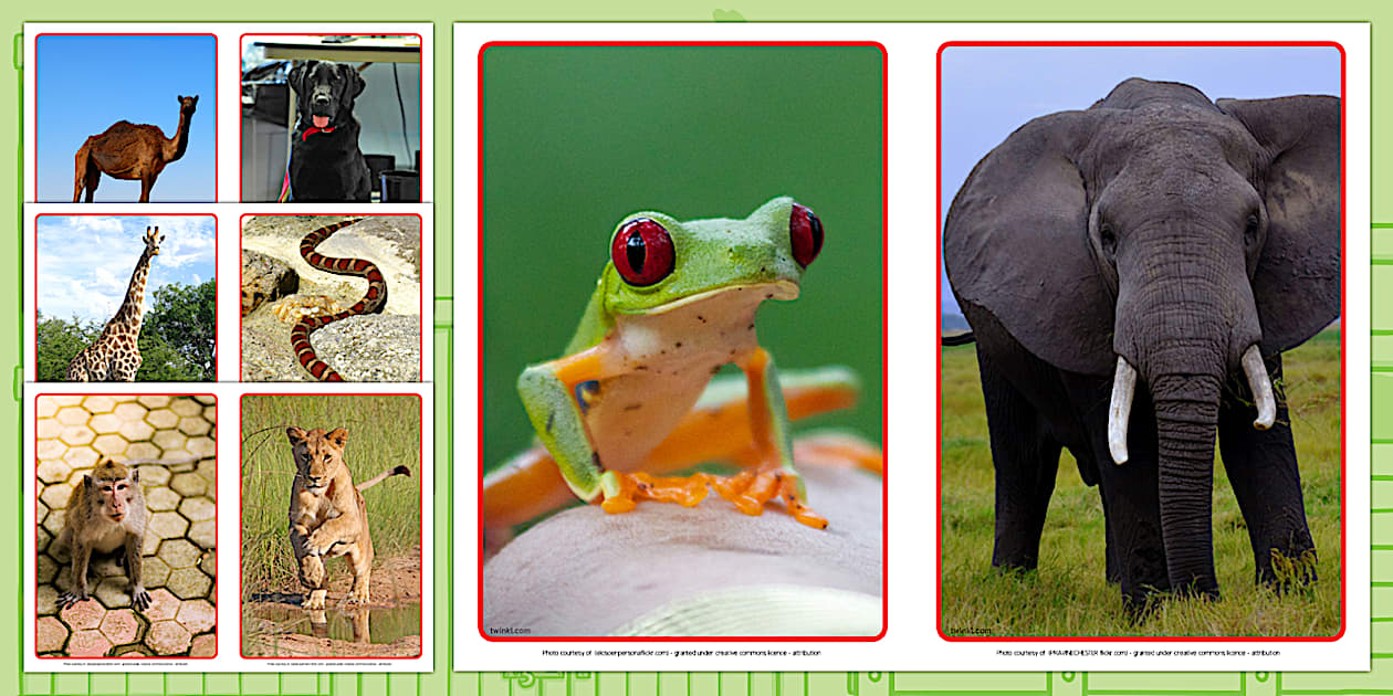 Zoo Animals Pictures - A5 Photos - Teaching Resources
