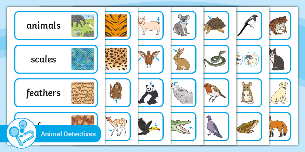 EYFS Word Cards Animal Detectives Support White Rose Science