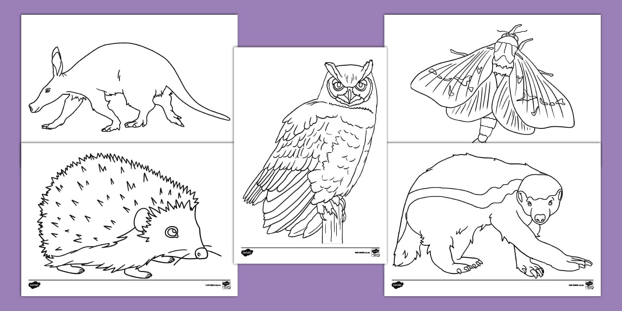 Nocturnal Animals Colouring Sheets - Twinkl