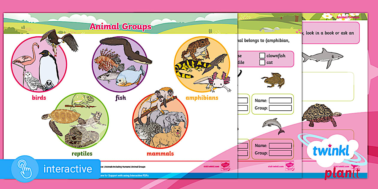Interactive PDF: Science: Year 1: Animal Groups - Twinkl