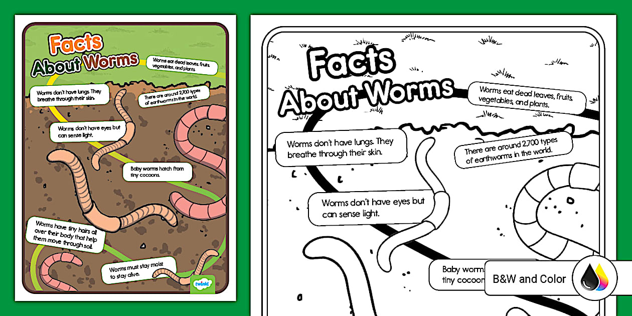 Facts About Worms Poster (teacher made) - Twinkl