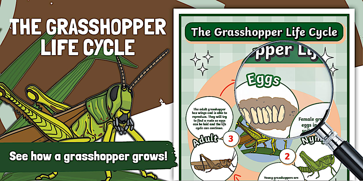 Grasshopper Life Cycle Poster - KS1 Twinkl Science