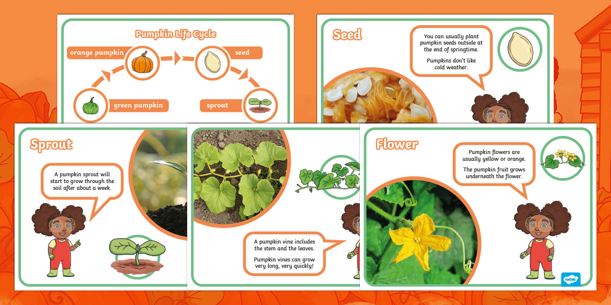 Pumpkin Life Cycle Display Posters (teacher made) - Twinkl