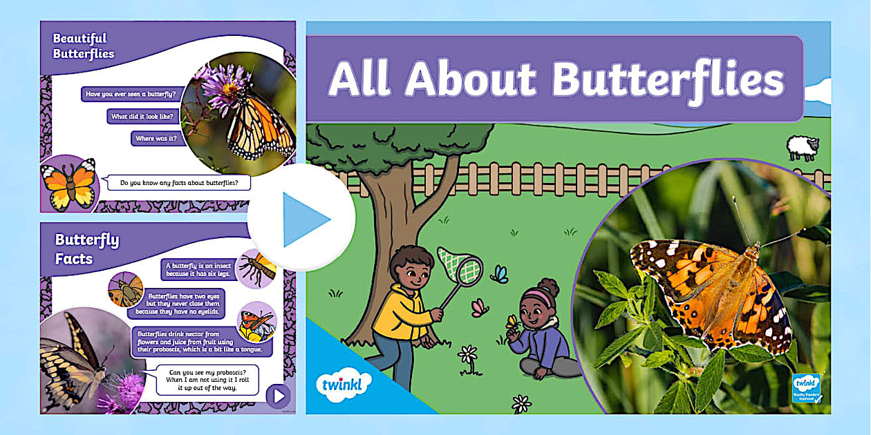 All About Butterflies PowerPoint - Twinkl