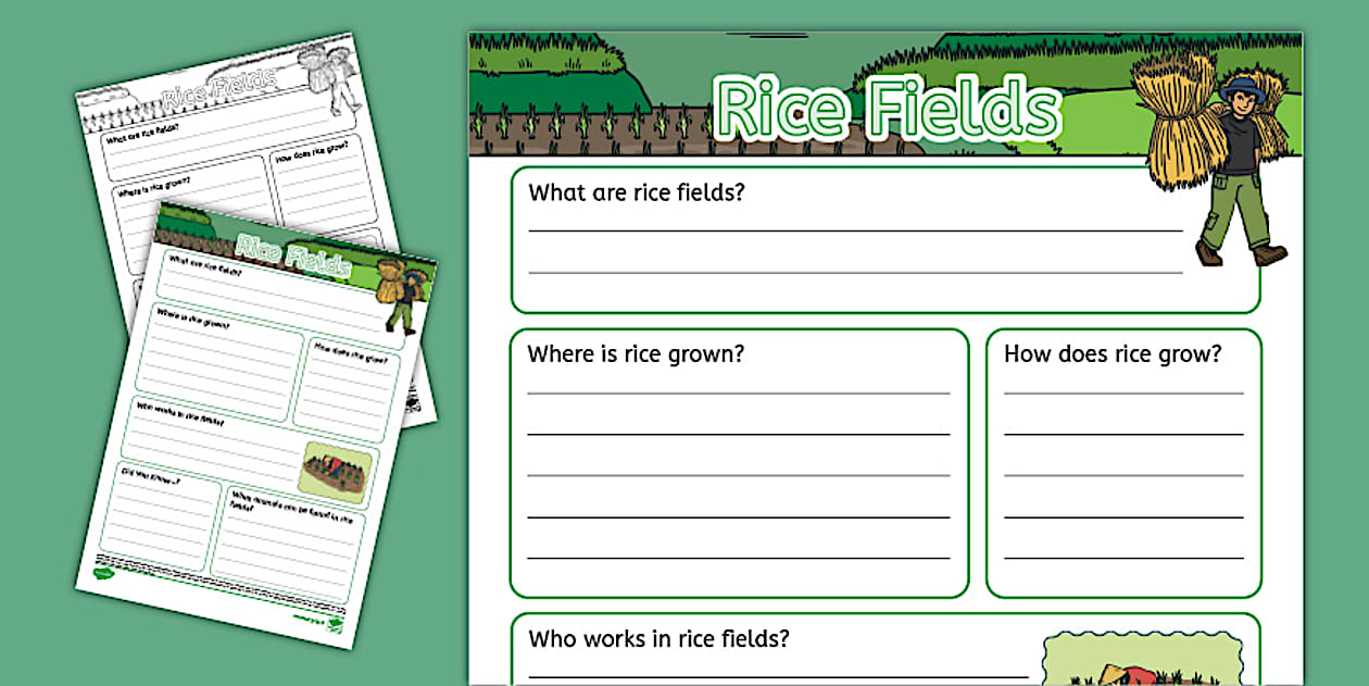 Rice Fields Fact File Template (teacher made) - Twinkl