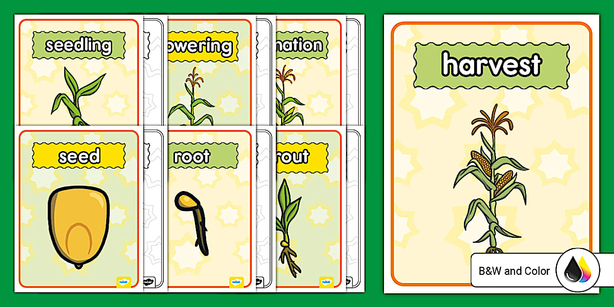 Life Cycle of Corn Plant Posters (teacher made) - Twinkl