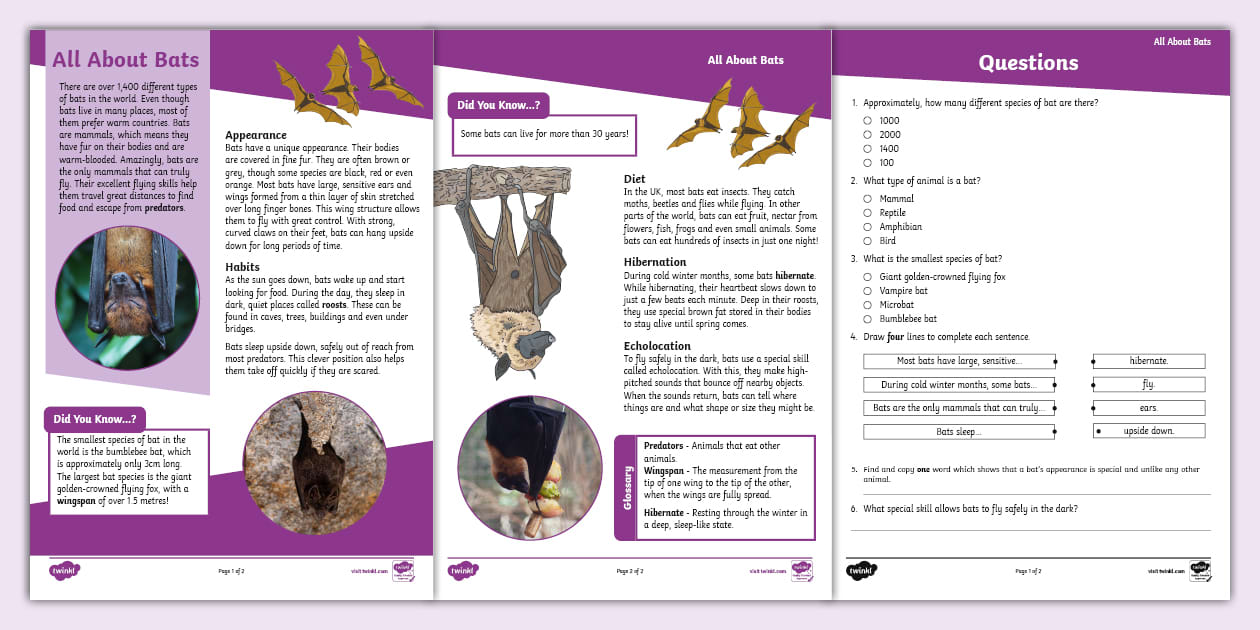 LKS2 All About Bats Reading Comprehension Activity - Twinkl