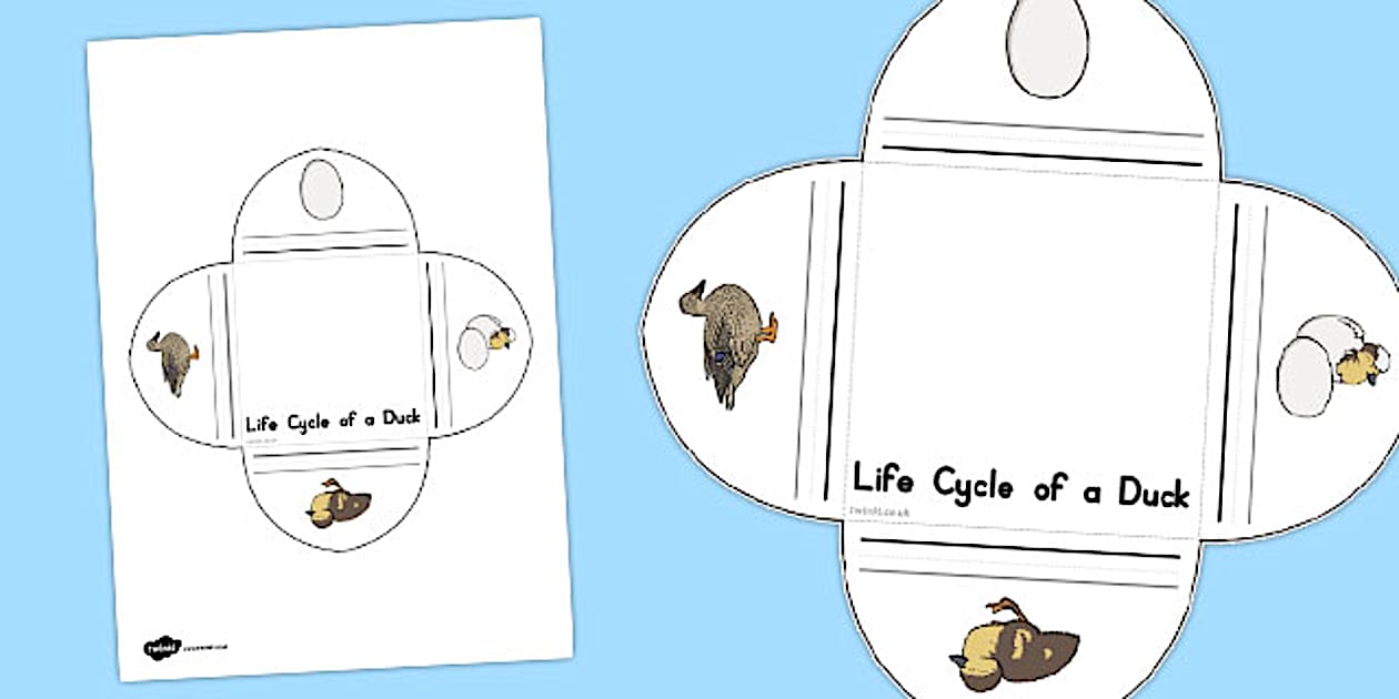Editable Duck Life Cycle Interactive Visual Aid - Twinkl