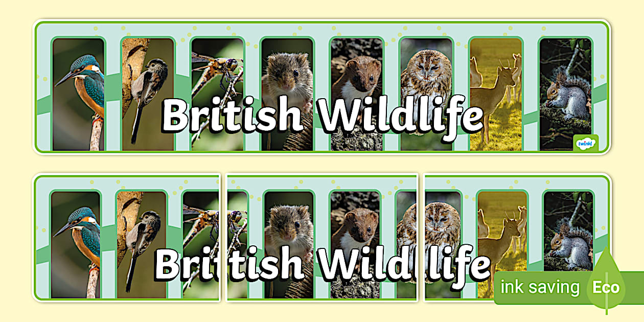 British Wildlife Photo Display Banner (teacher made)