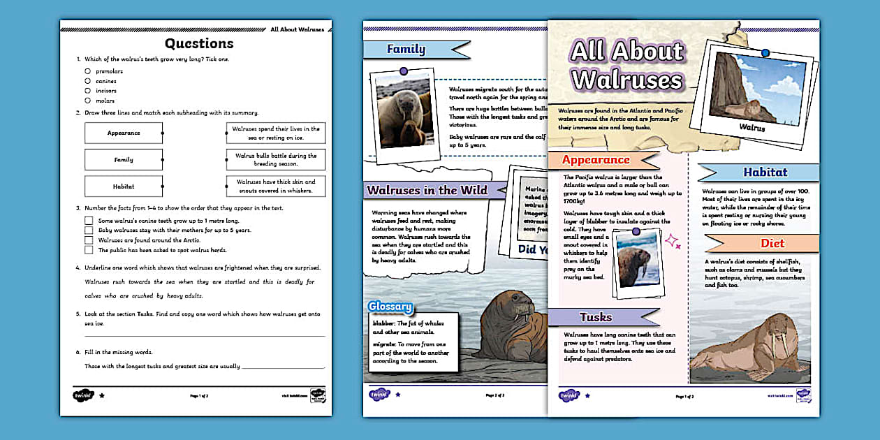 LKS2 All About Walruses Reading Comprehension Activity