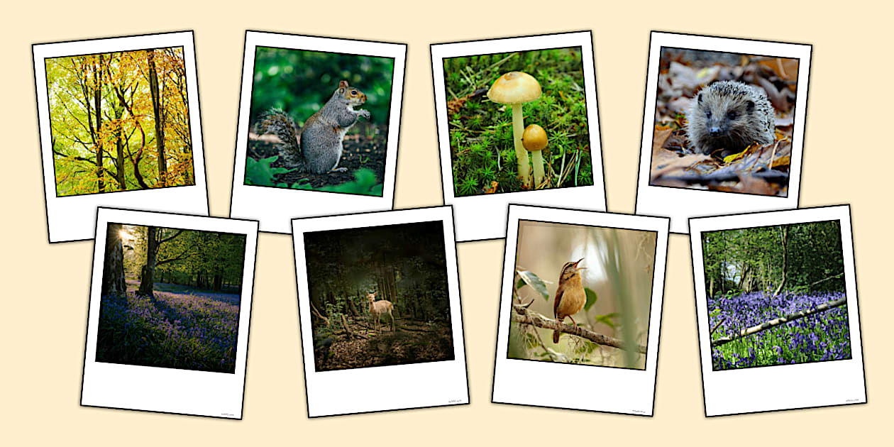 In the Woodland Instant Photo Style Display Images - Twinkl