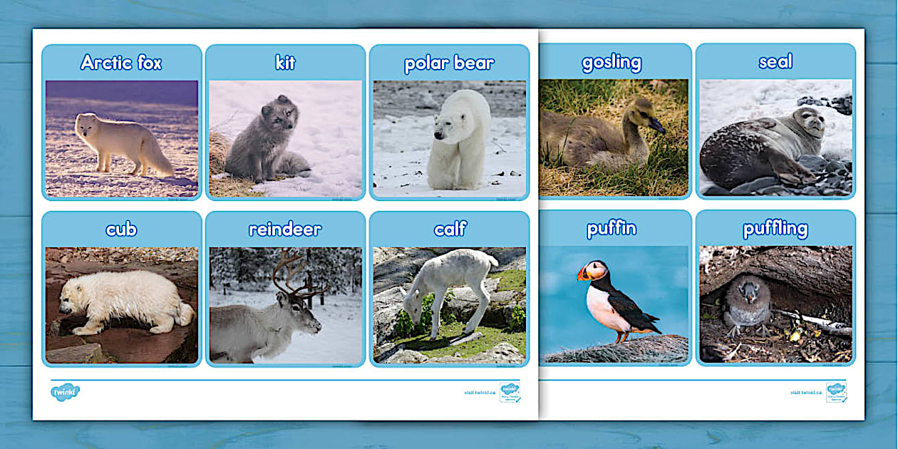 Arctic Animals and Their Young Photo Matching Cards - Twinkl