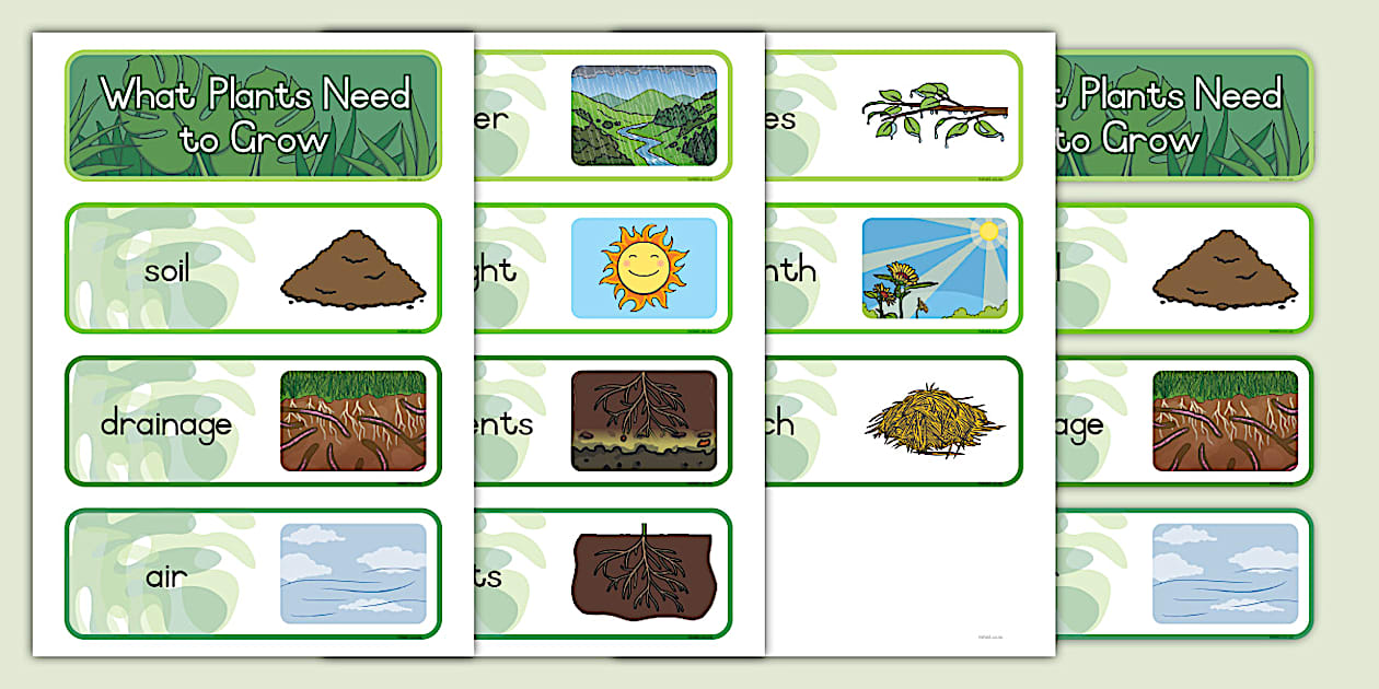 What Plants Need to Grow Word Cards (teacher made) - Twinkl