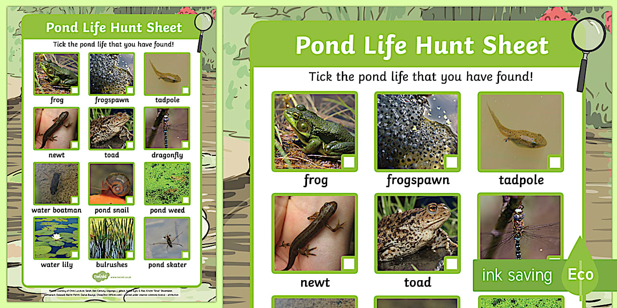 Pond Life Hunt Sheet for Outdoor Activities - Twinkl