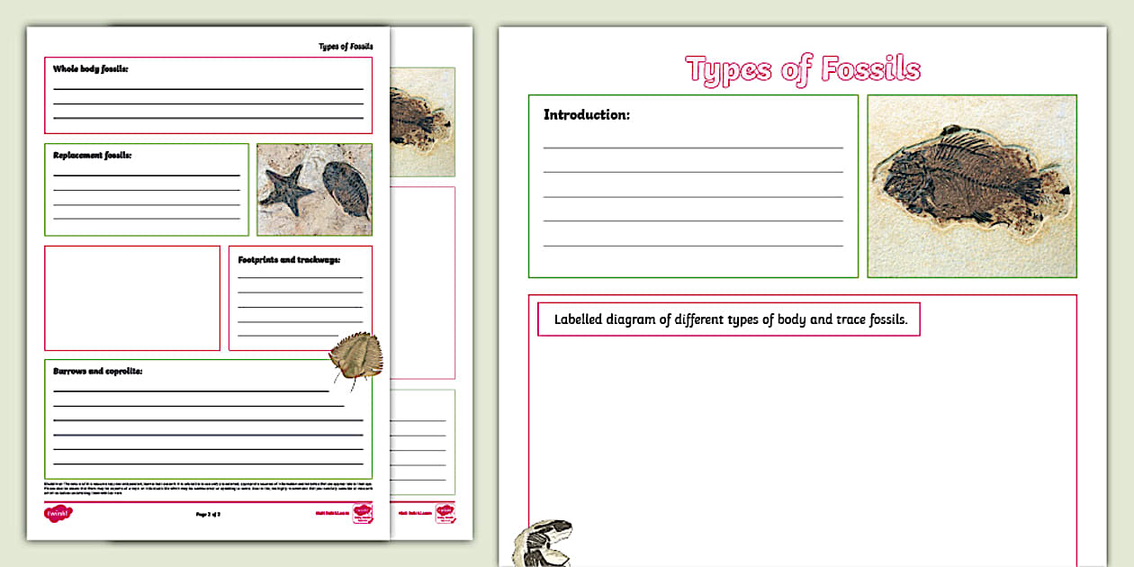 Types of Fossils Non-Chronological Report Template - Twinkl