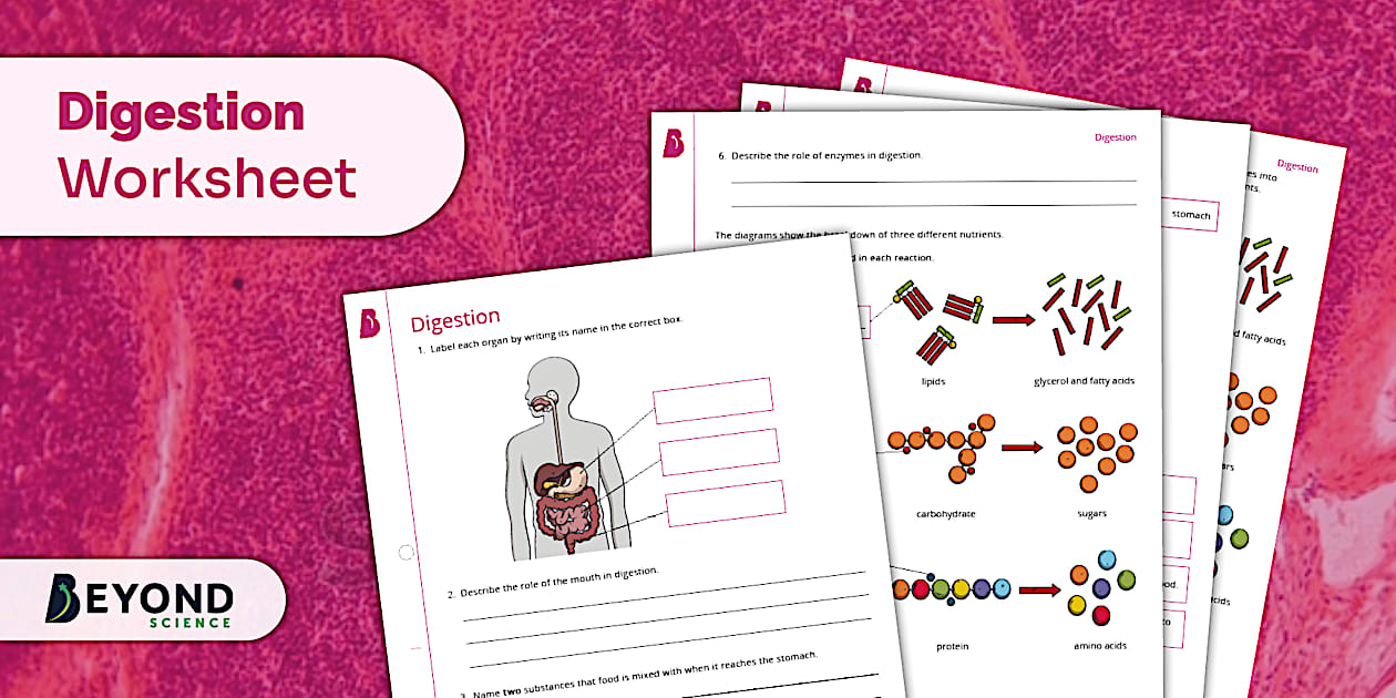 Digestive System Worksheets | KS3 Science | Beyond Secondary
