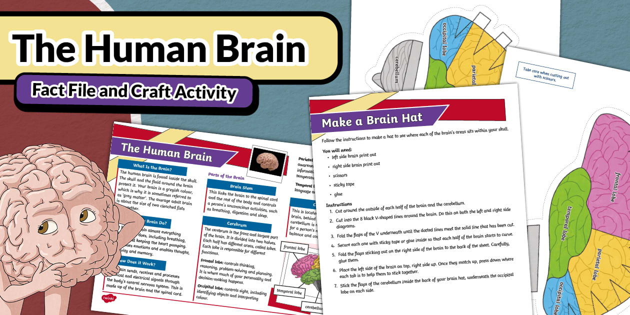 KS2 The Human Brain Fact File and Craft Activity - Twinkl