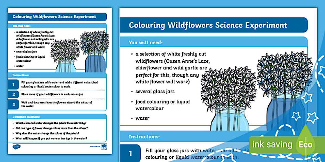 Colouring Wildflowers Science Experiment - Twinkl