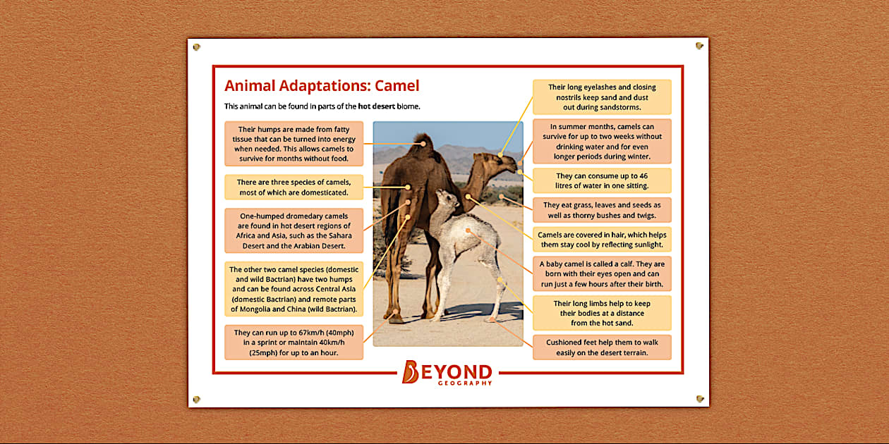 Adaptations of a Camel Display Poster (teacher made)