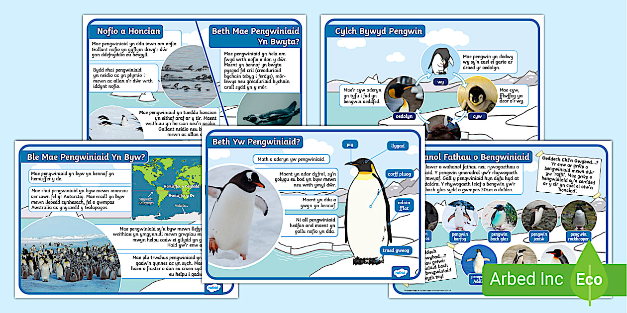 Ffeil Ffeithiau Pob Peth am Bengwiniaid (teacher made)