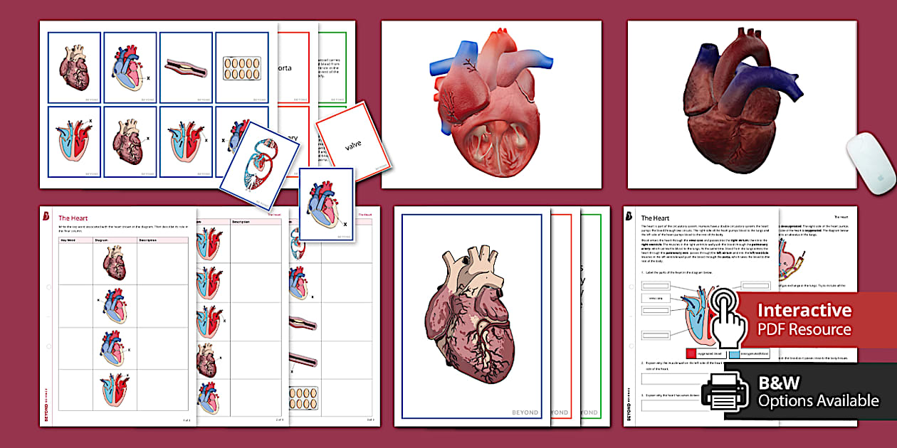 The Heart AR Resource Pack (Teacher-Made) - Twinkl